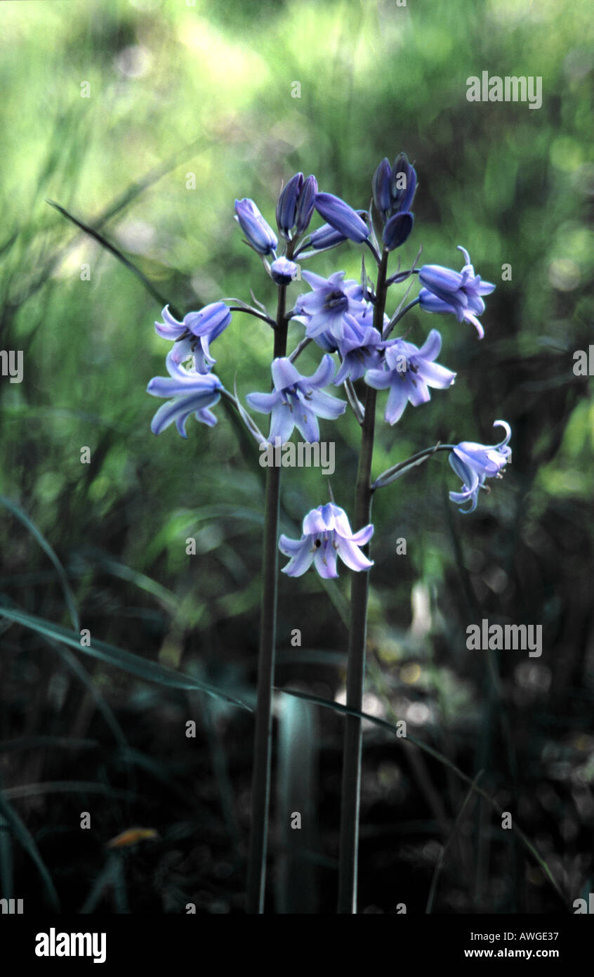Bluebels hi-res stock photography and images - Alamy