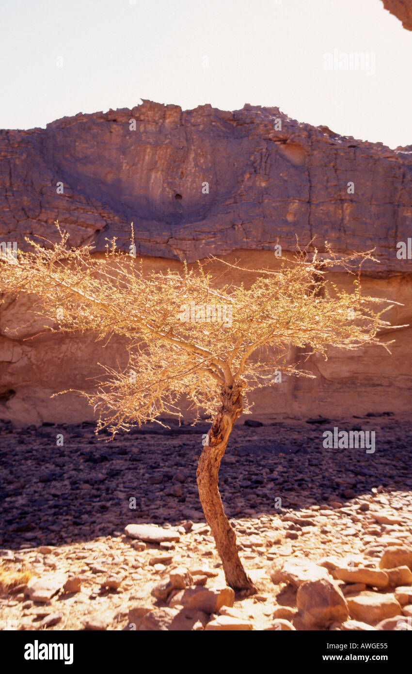 Algerian Sahara desert Tassili N Ajjer dessicated tree below Col ...