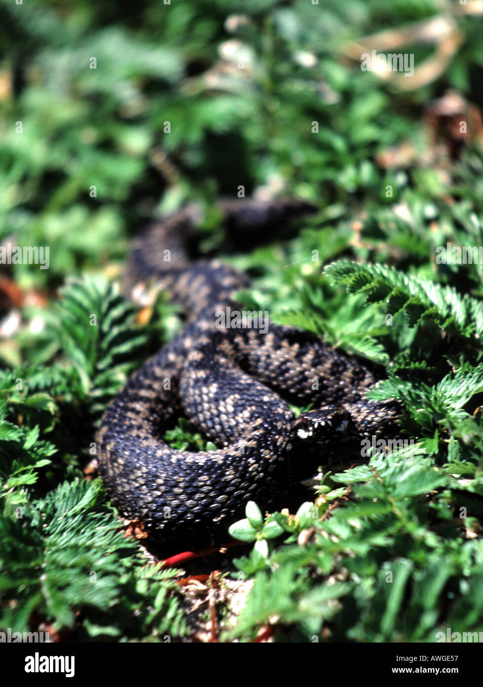 Adder Scotland High Resolution Stock Photography and Images - Alamy