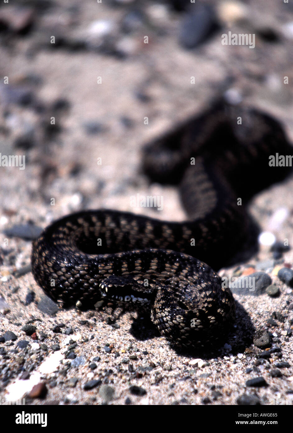 Adder scotland hi-res stock photography and images - Alamy