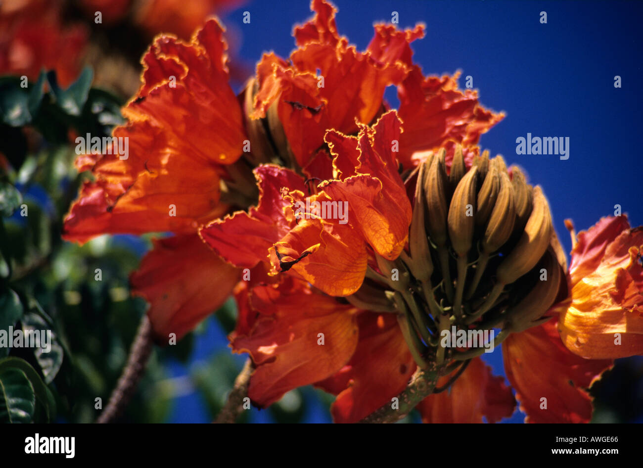 Martinique flora hi-res stock photography and images - Alamy
