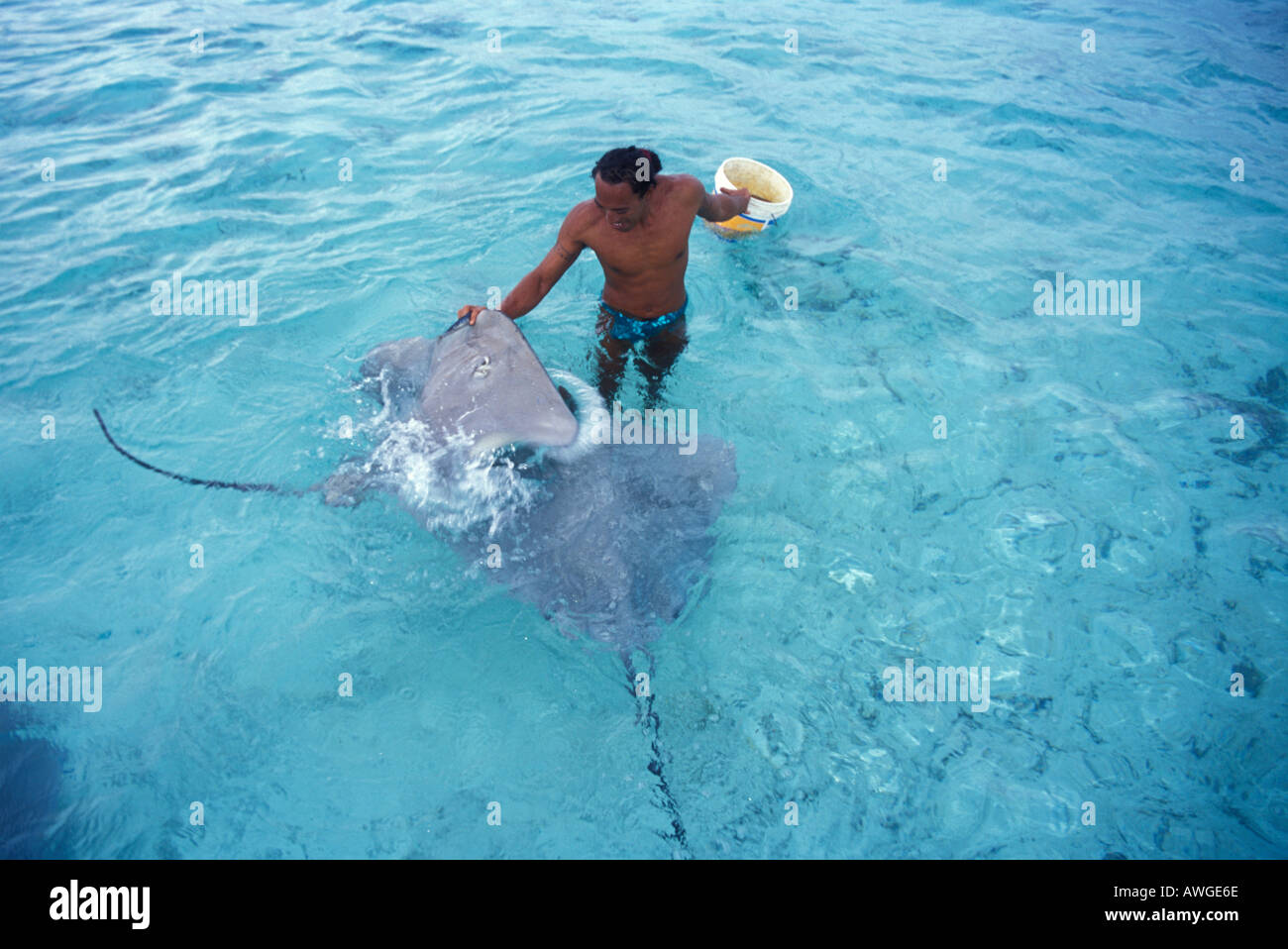 Sting ray bora bora island hi-res stock photography and images - Alamy