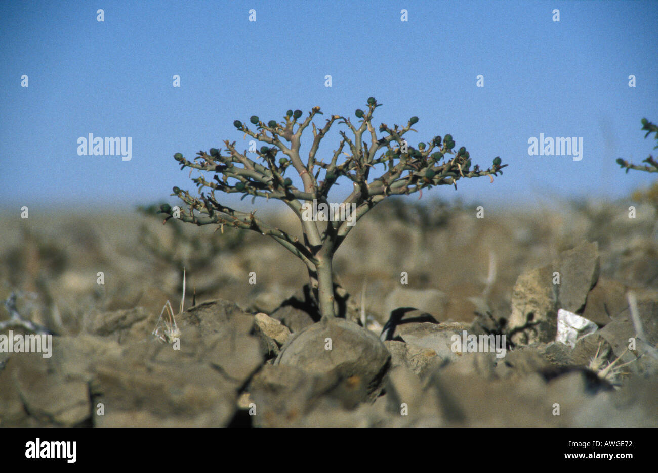 Australian outback with moon hi-res stock photography and images - Alamy
