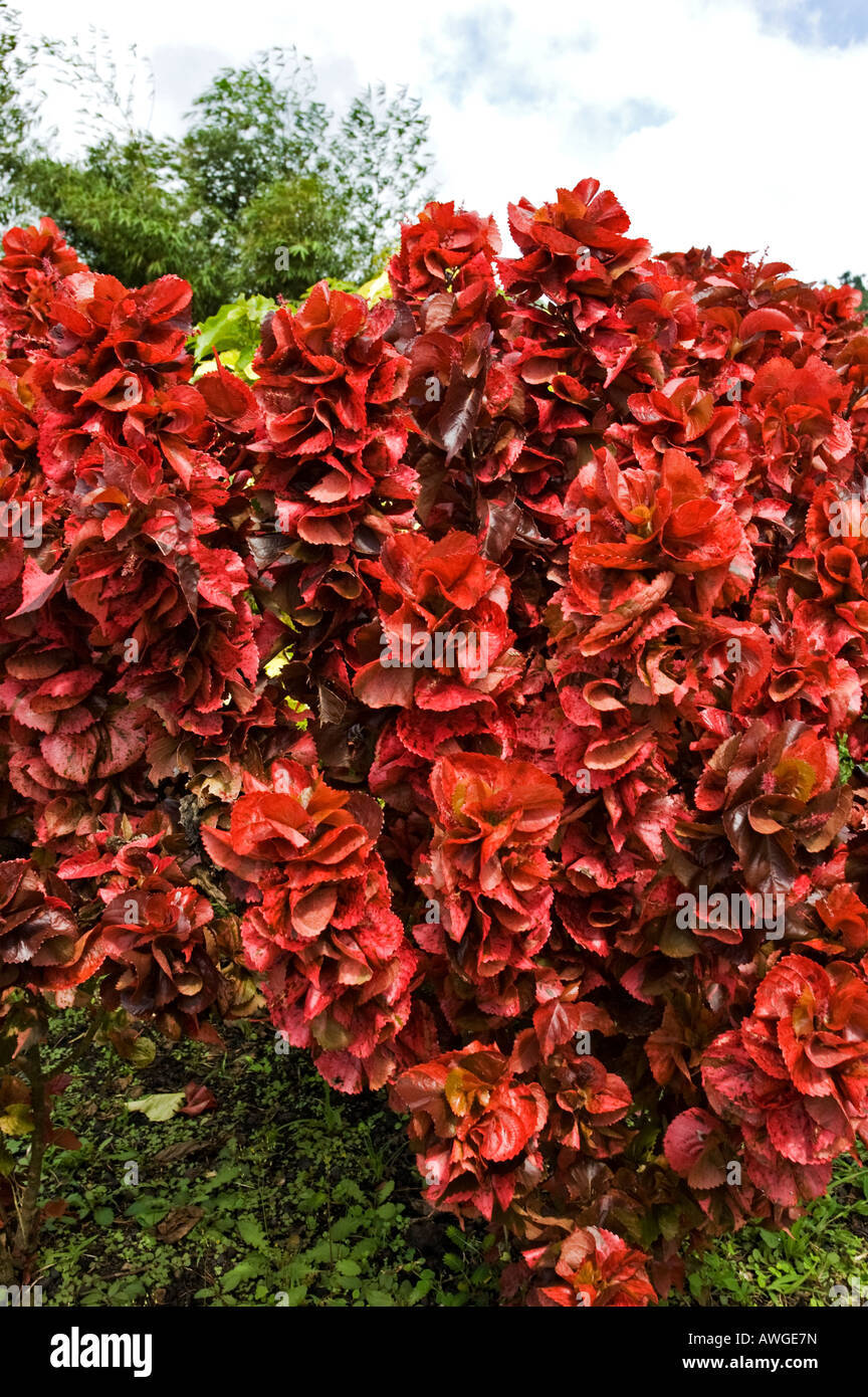 A bushy tropical plant with curly deep red leaves Stock Photo - Alamy