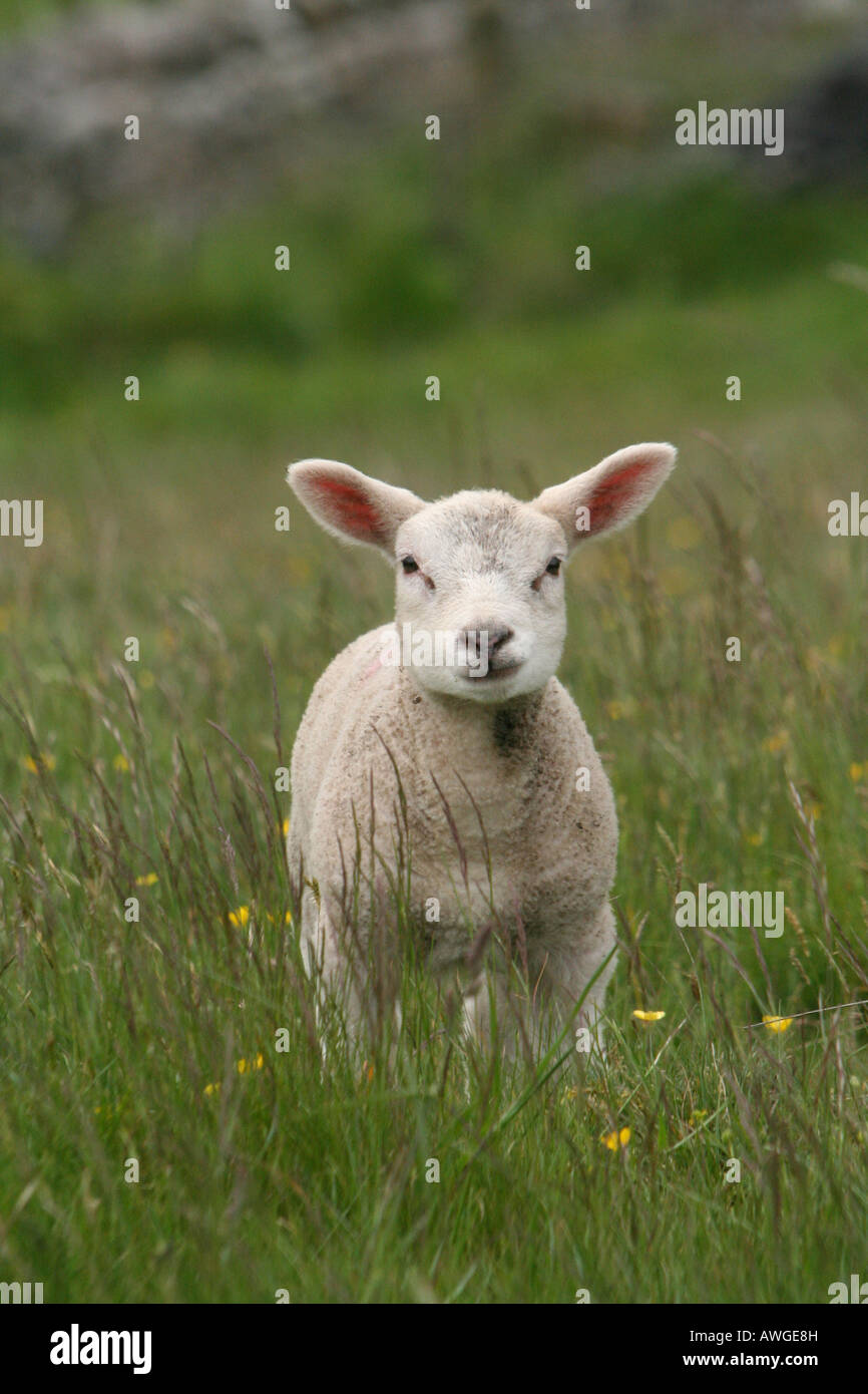 Cheeky smile lamb hi-res stock photography and images - Alamy