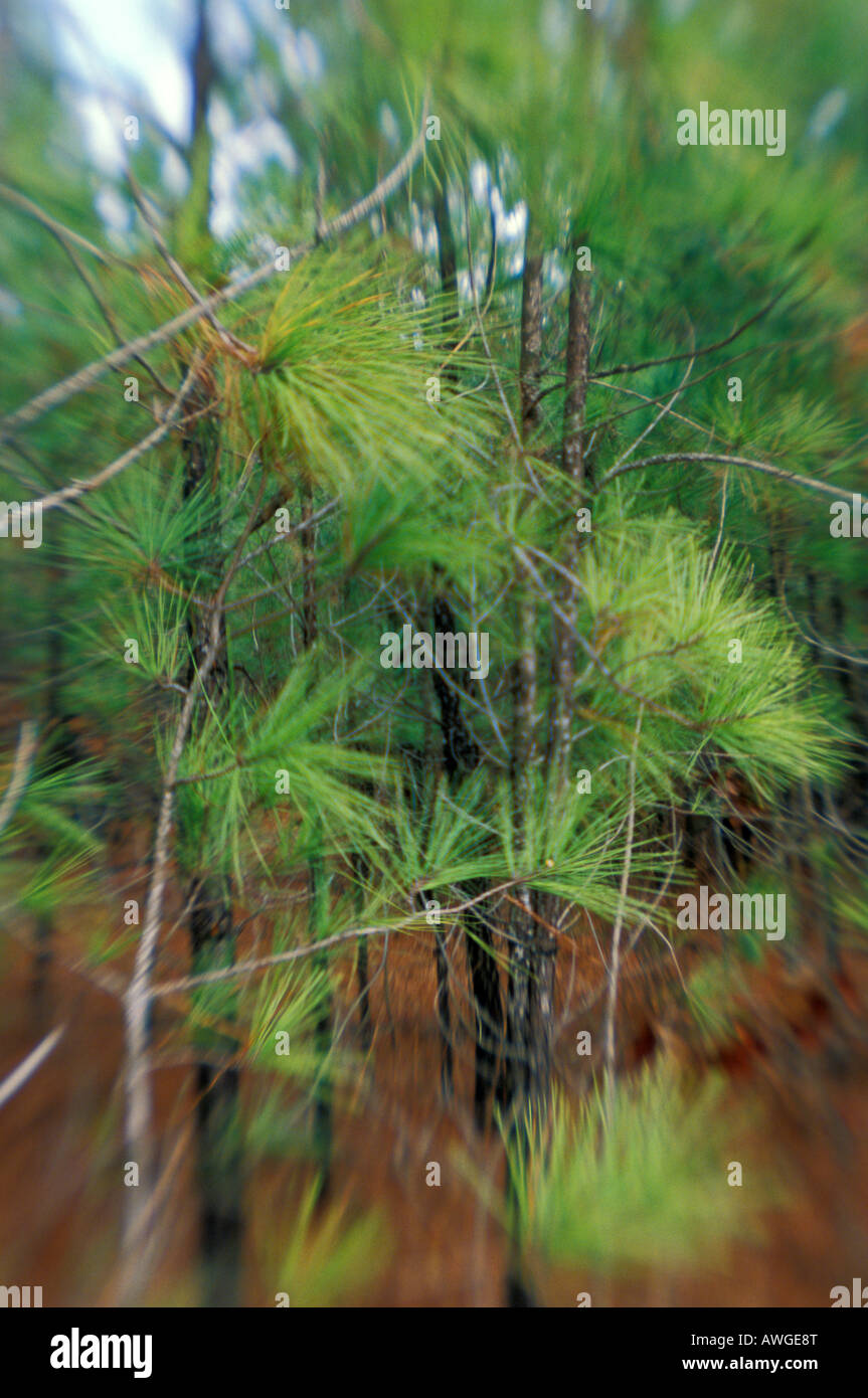 Fresh green sapling branches Stock Photo - Alamy