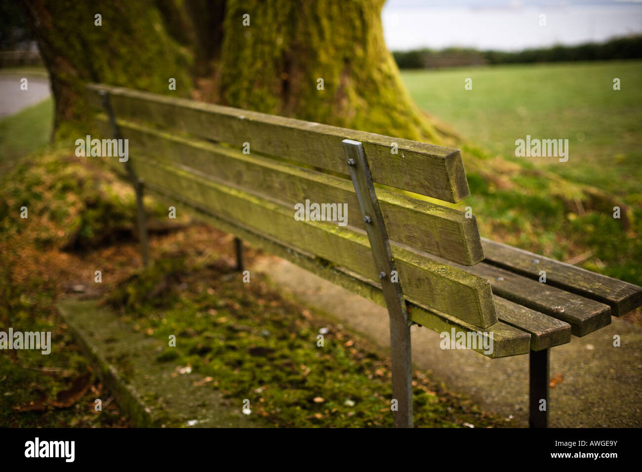 a bench in Stanley park Vancouver Stock Photo - Alamy