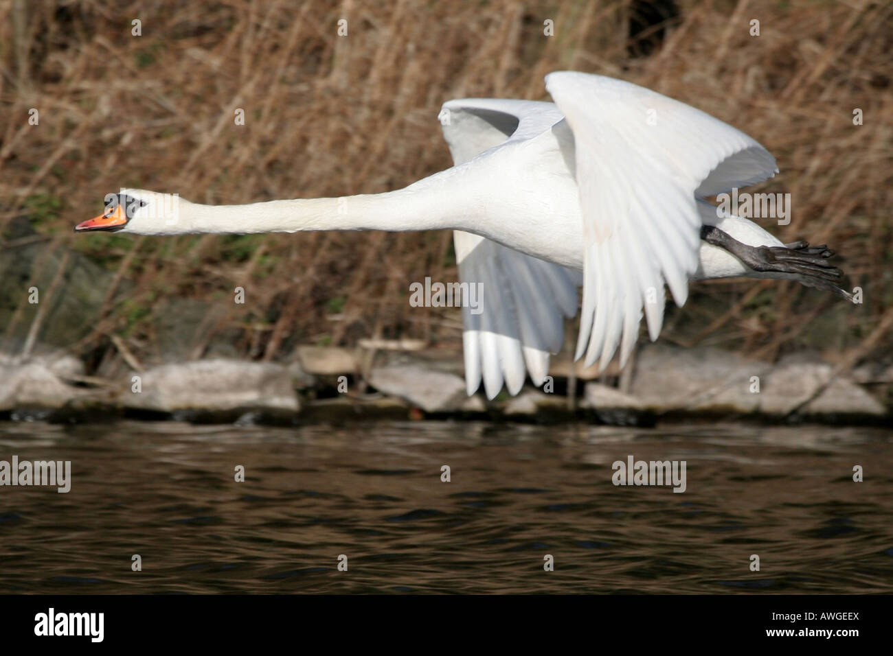 Swan in flight over a pond 1 Stock Photo - Alamy