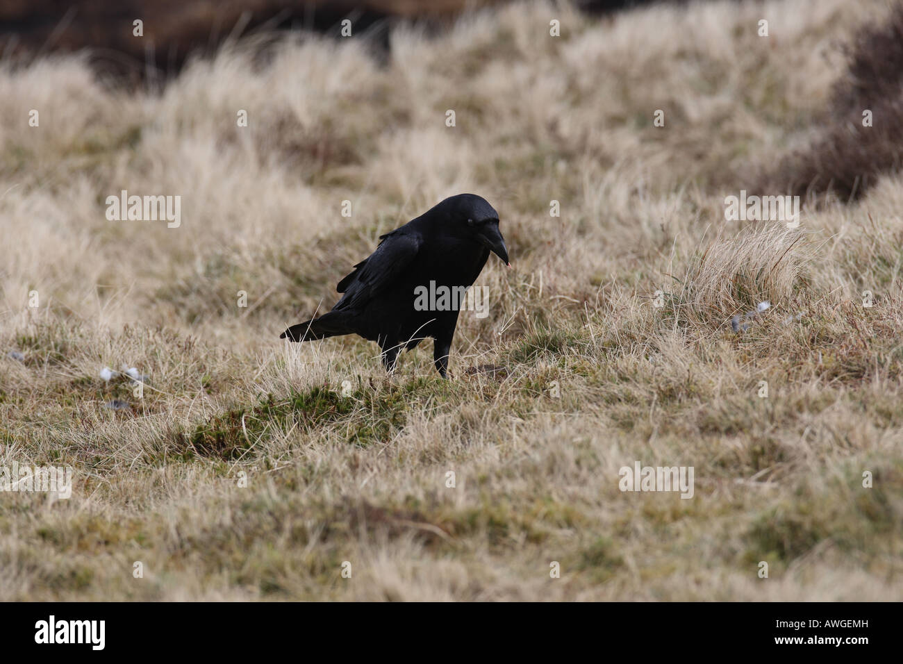RAVEN CORVUS CORAX EATING RABBIT FRONT VIEW Stock Photo - Alamy