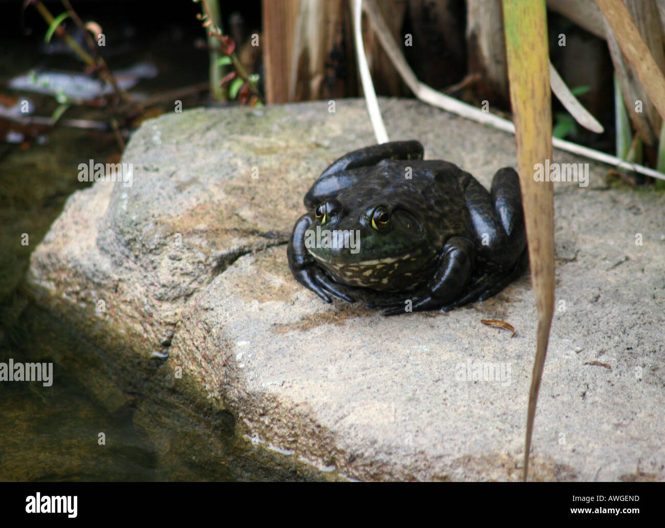 Bullfrog sitting on rock at side of pond Stock Photo - Alamy