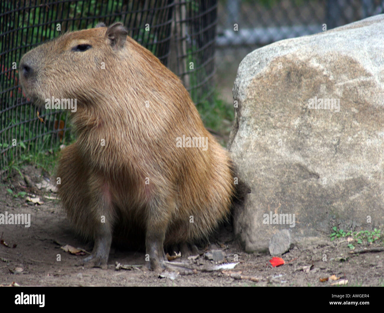 Capybara sitting hi-res stock photography and images - Alamy