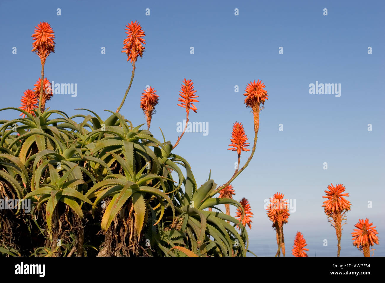 typical flower flowers Canary Islands Island here La Palma aloe vera ...