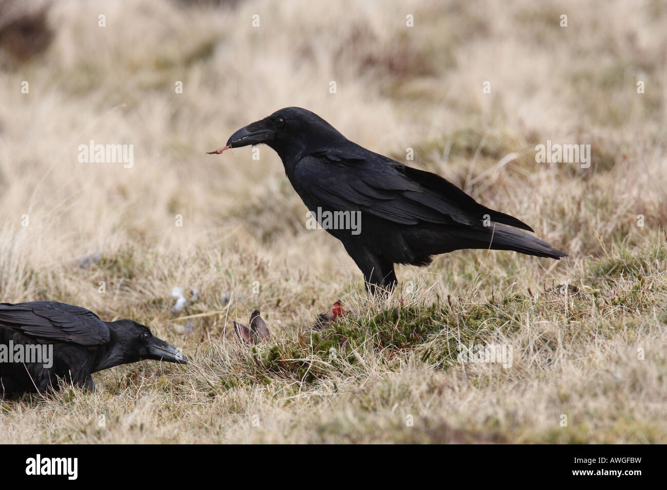 RAVEN CORVUS CORAX PAIR EATING RABBIT ON MOORLAND Stock Photo - Alamy
