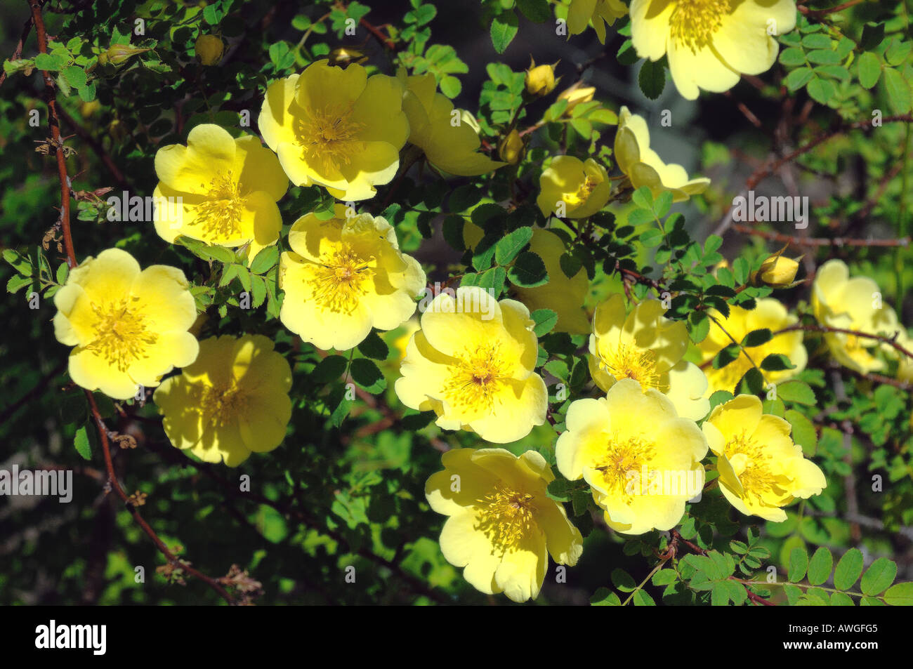 Yellow Wild Roses growing on the Fortress Island of Suomenlinna ...