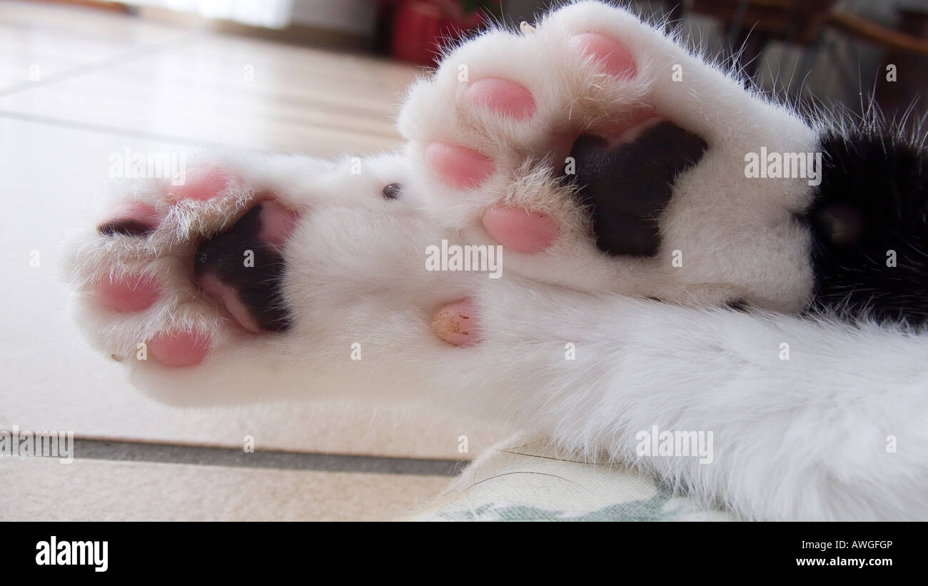 Close up cats paw hi-res stock photography and images - Alamy
