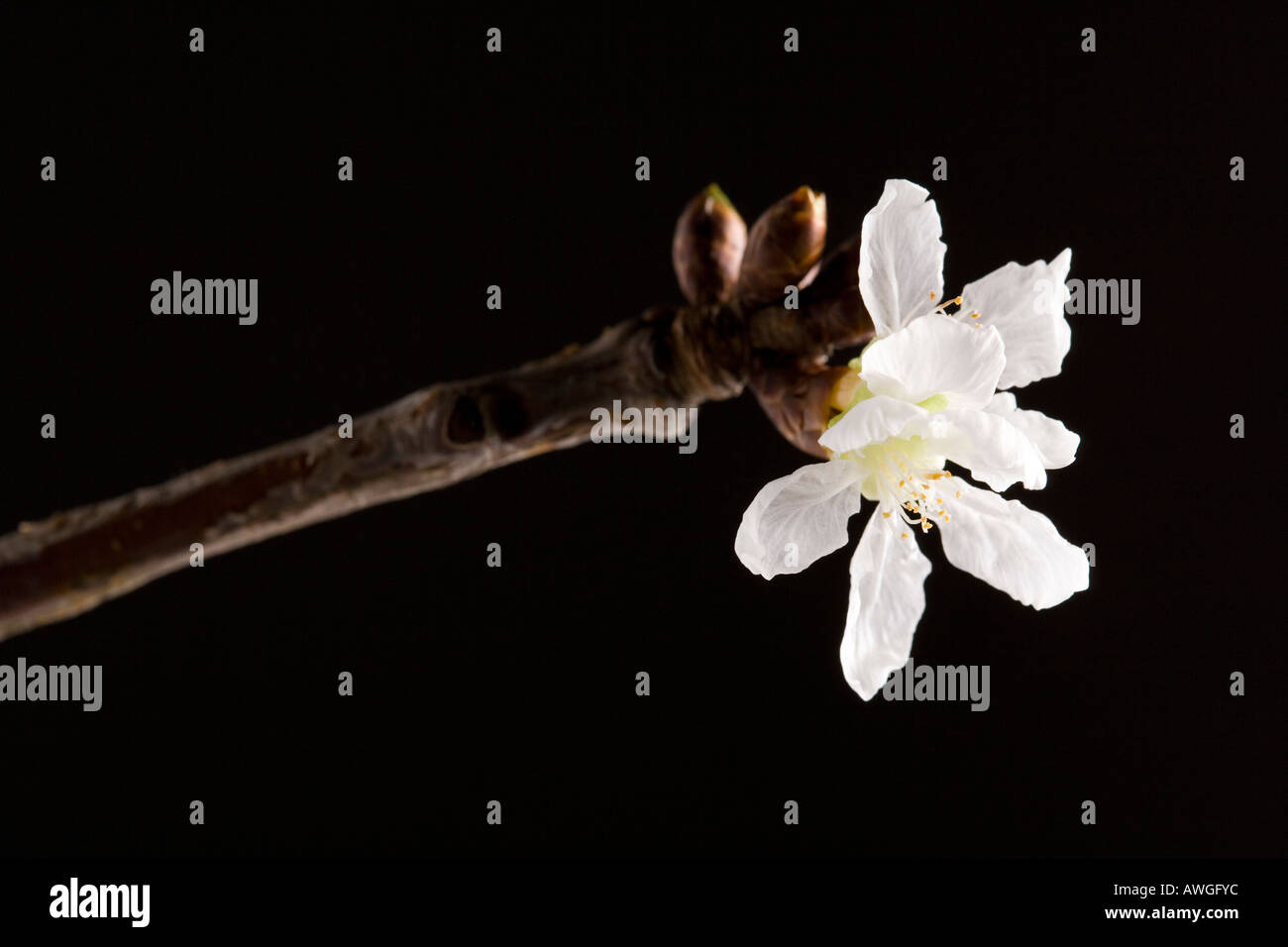 Vegetation Sprouting High Resolution Stock Photography and Images - Alamy