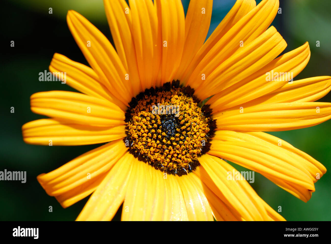 Arctotis acanis, or African Daisy, flower Stock Photo - Alamy