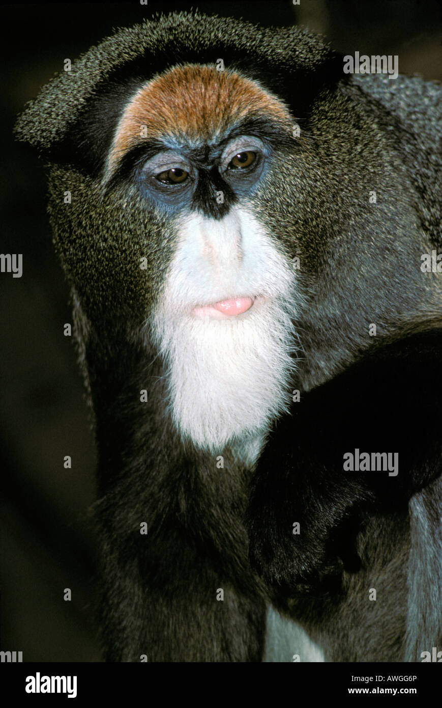 De Brazza monkey Cercopithecus neglectus Central Africa adult primate ...