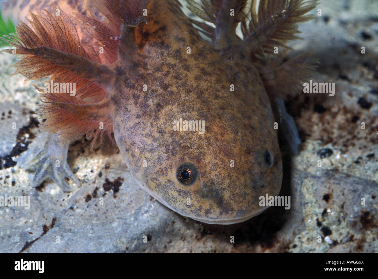 Neotenic High Resolution Stock Photography and Images - Alamy