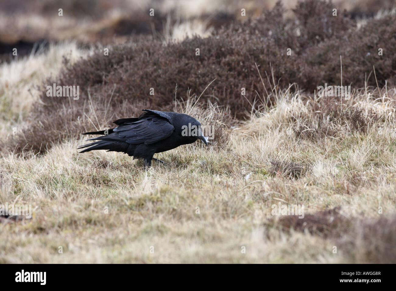 Collecting wool hi-res stock photography and images - Alamy