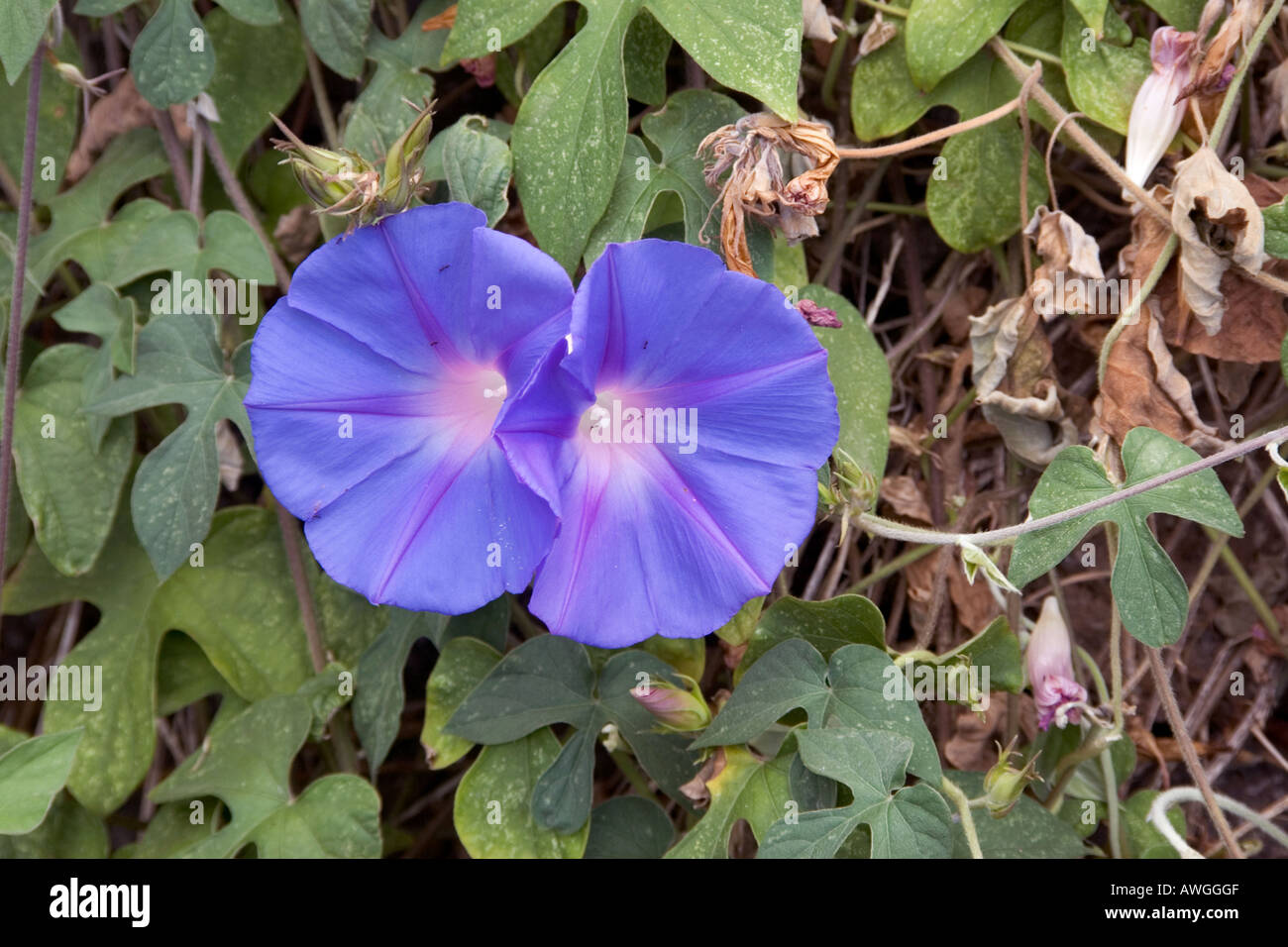 Common Morning Glory Ipomoea purpurea Azores Stock Photo - Alamy