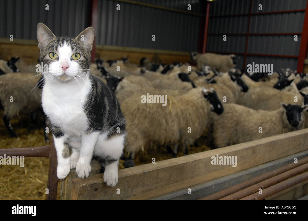 Cat and sheep hi-res stock photography and images - Alamy