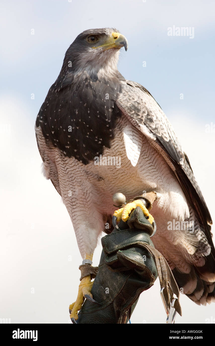 eagle sitting on the hand Stock Photo - Alamy