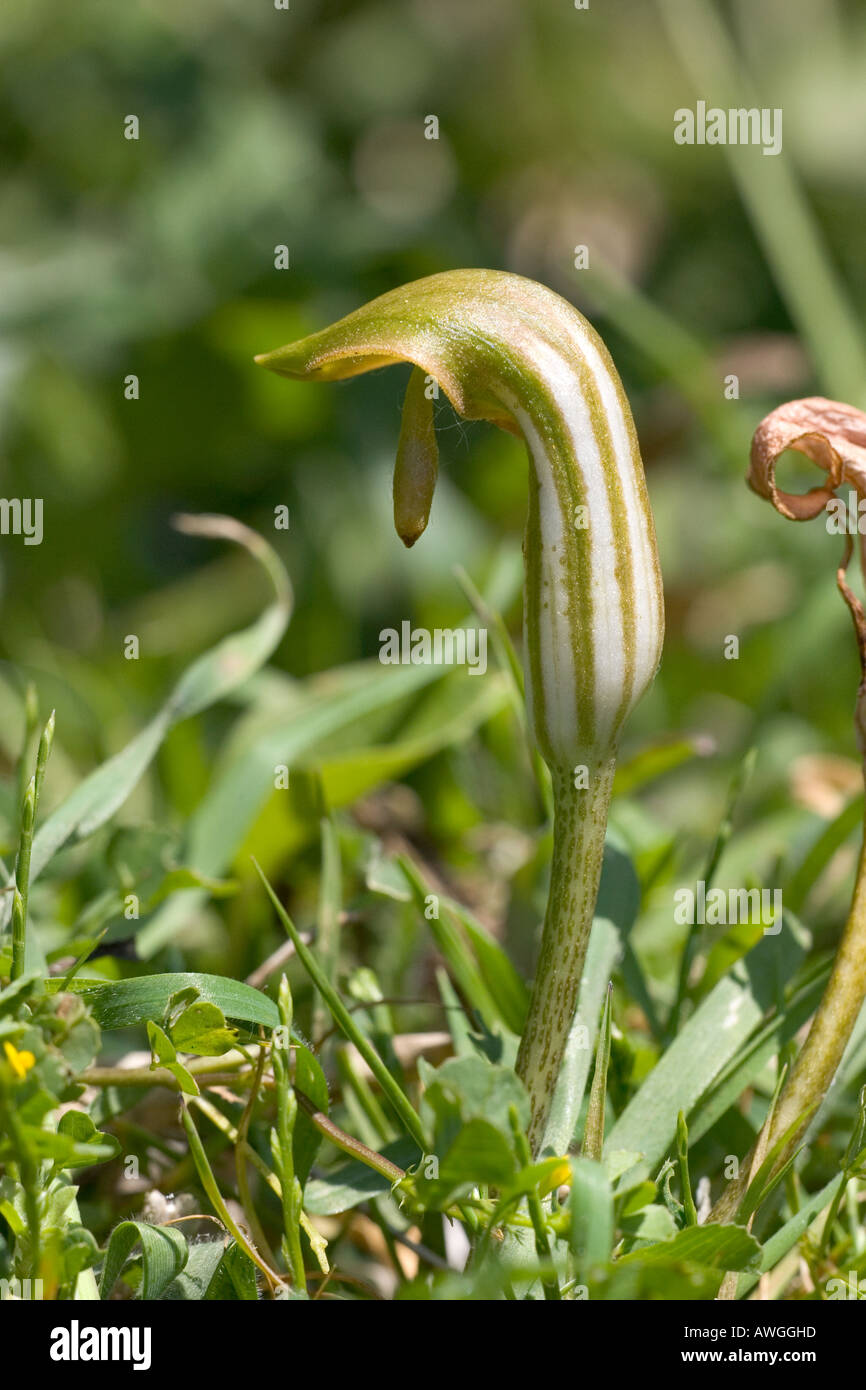 Friar s Cowl Arisarum vulgare near the Etang d Urbino Corsica France ...