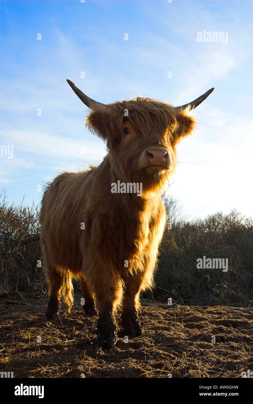Highland beef cattle hi-res stock photography and images - Alamy