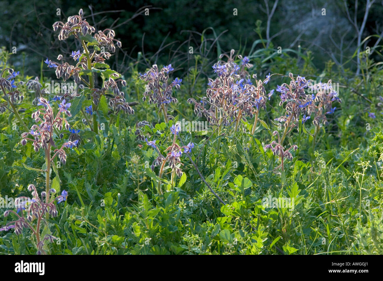Borage Borago officinalis Corsica France Stock Photo - Alamy