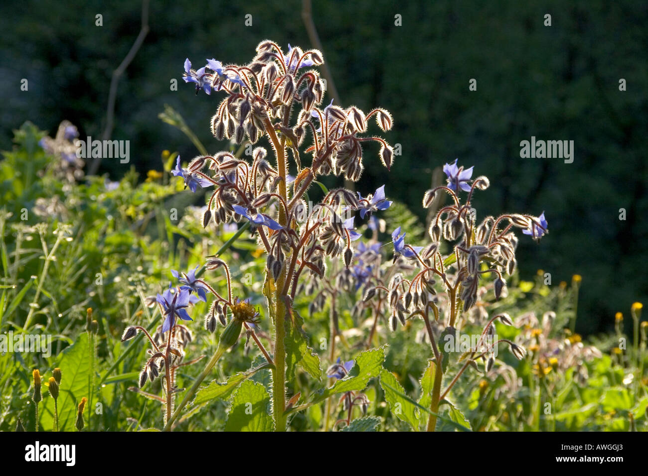 Borage Borago officinalis Corsica France Stock Photo - Alamy