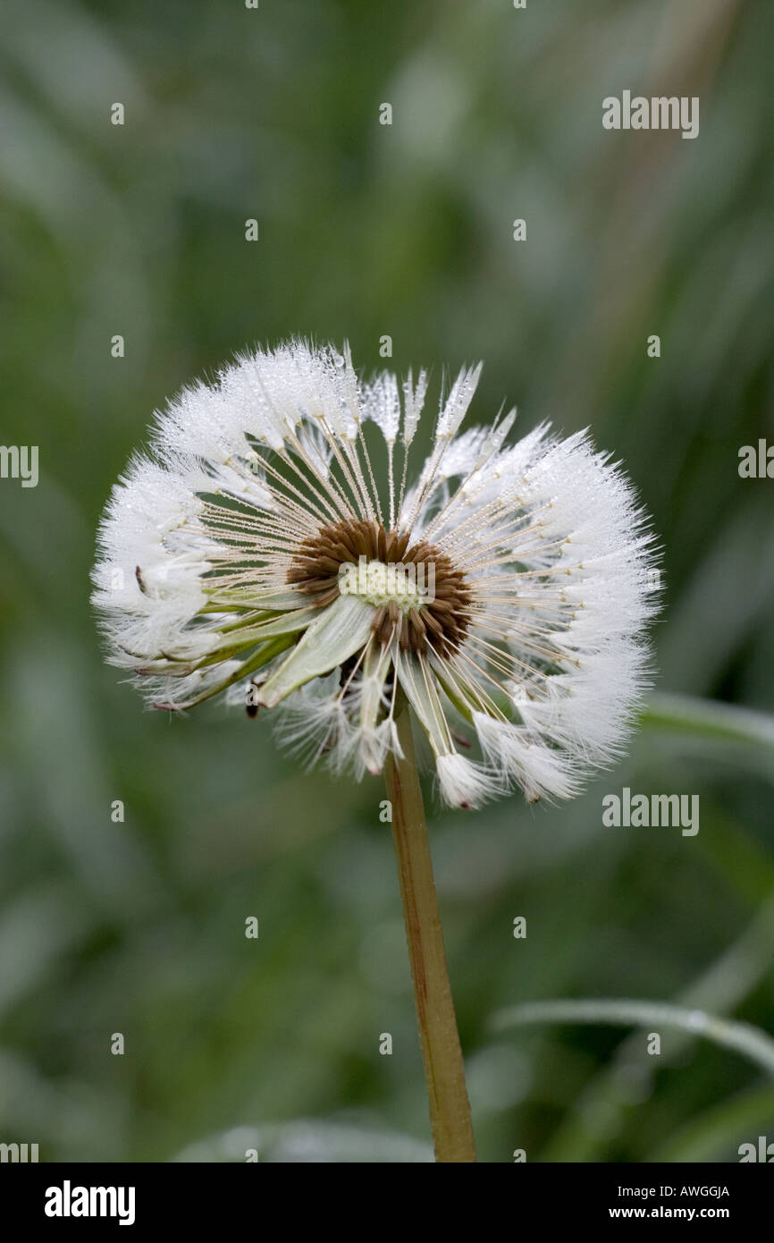 Taraxacum officinale seed hi-res stock photography and images - Alamy