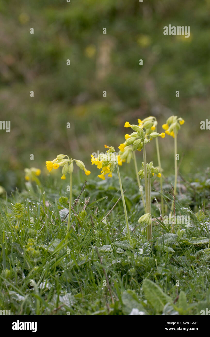 Old winchester hill cowslip hi-res stock photography and images - Alamy