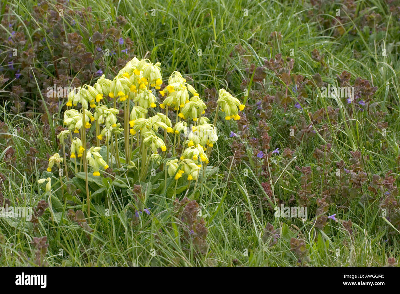 Old winchester hill cowslip hi-res stock photography and images - Alamy