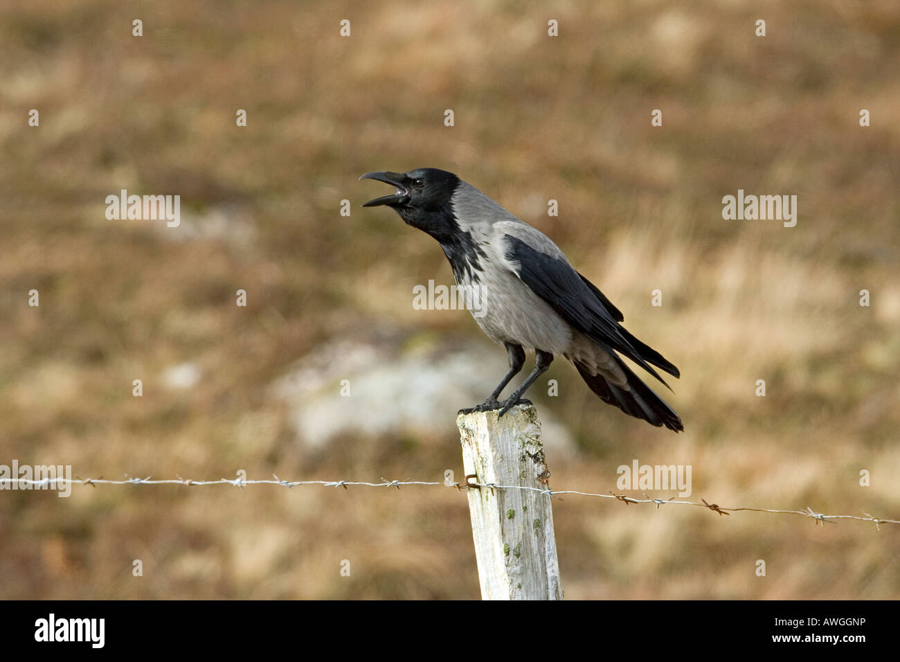 Hooded Crow Corvus corone cornix adult perched on a post calling Stock ...