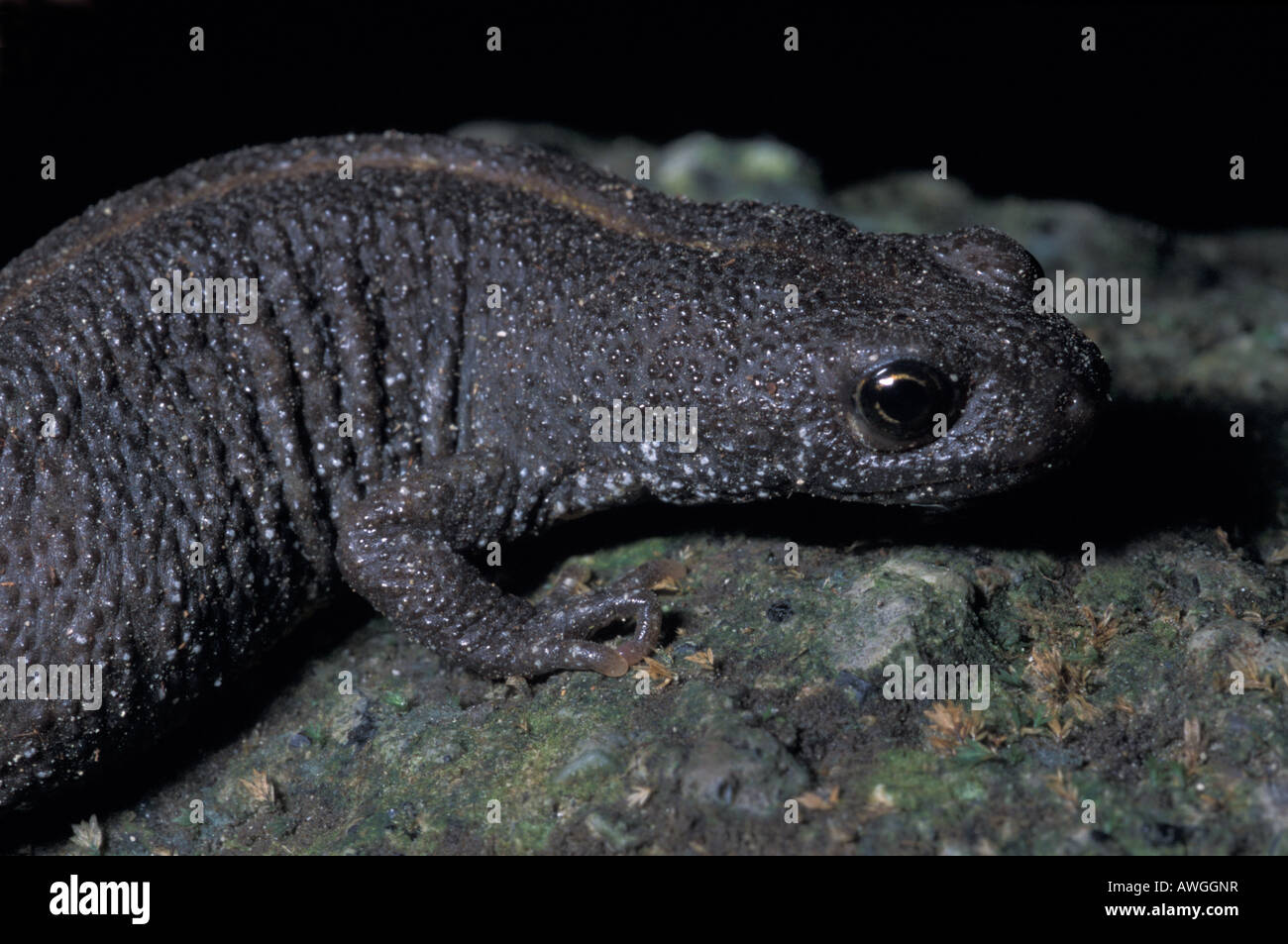 Triturus carnifex adulto albinotico etrozigotico anfibi tritoni caudati ...