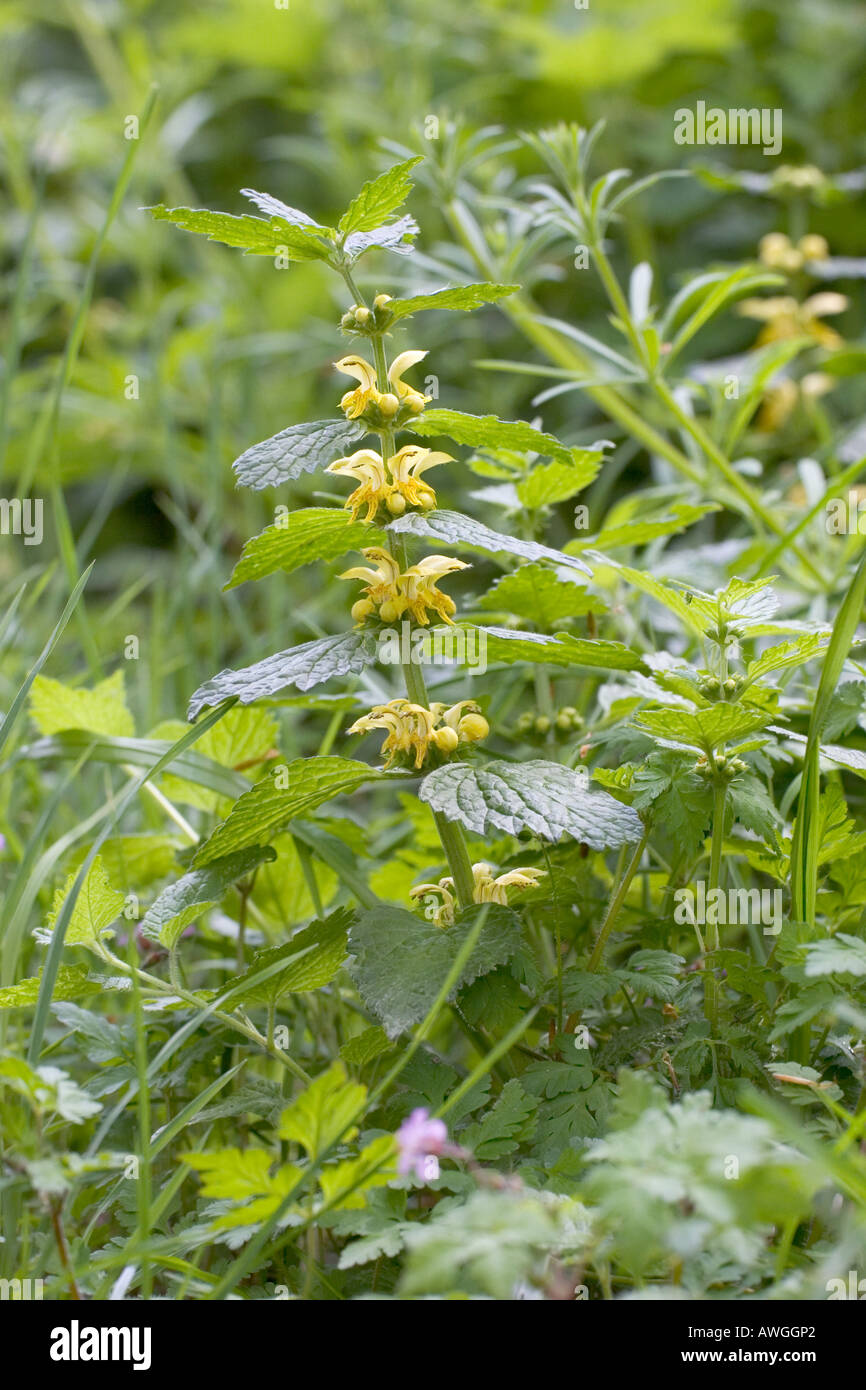 Yellow Archangel Galeobdolon luteum Noar Hill Hampshire Wildlife Trust ...