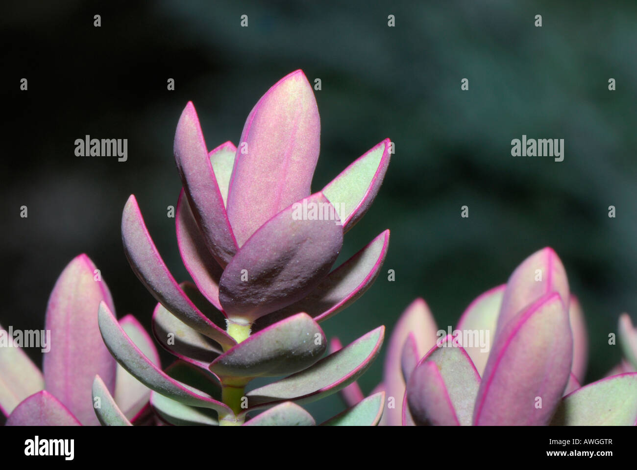 Red edge hebe hi-res stock photography and images - Alamy