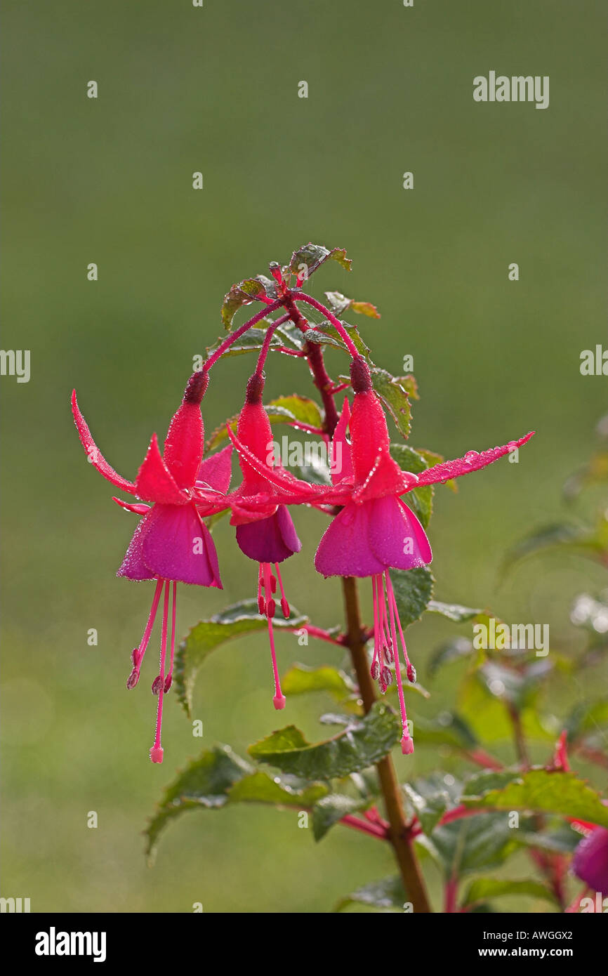 Fuchsia species in garden Stock Photo - Alamy
