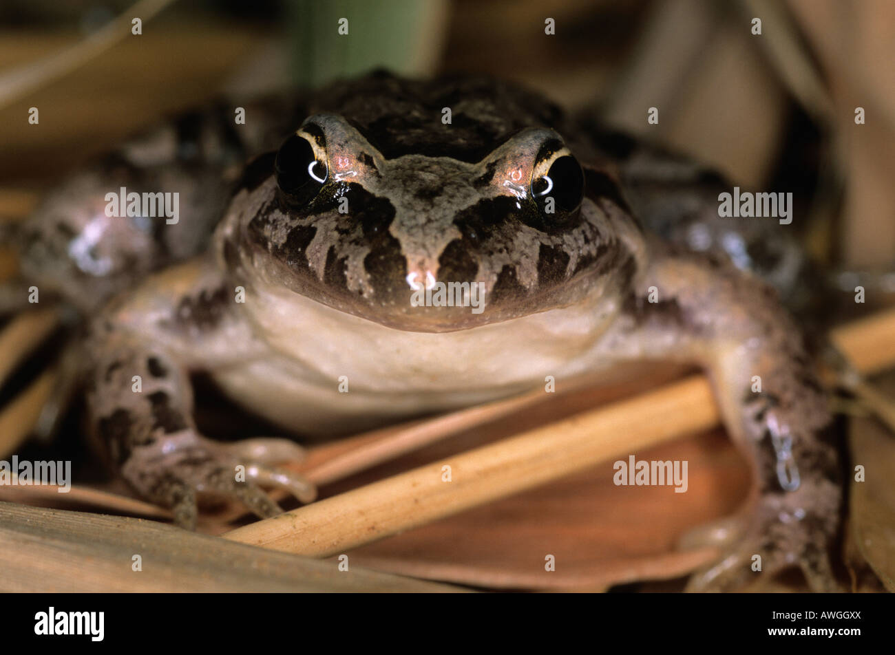 Painted Frog Discoglossus pictus Morocco Stock Photo - Alamy