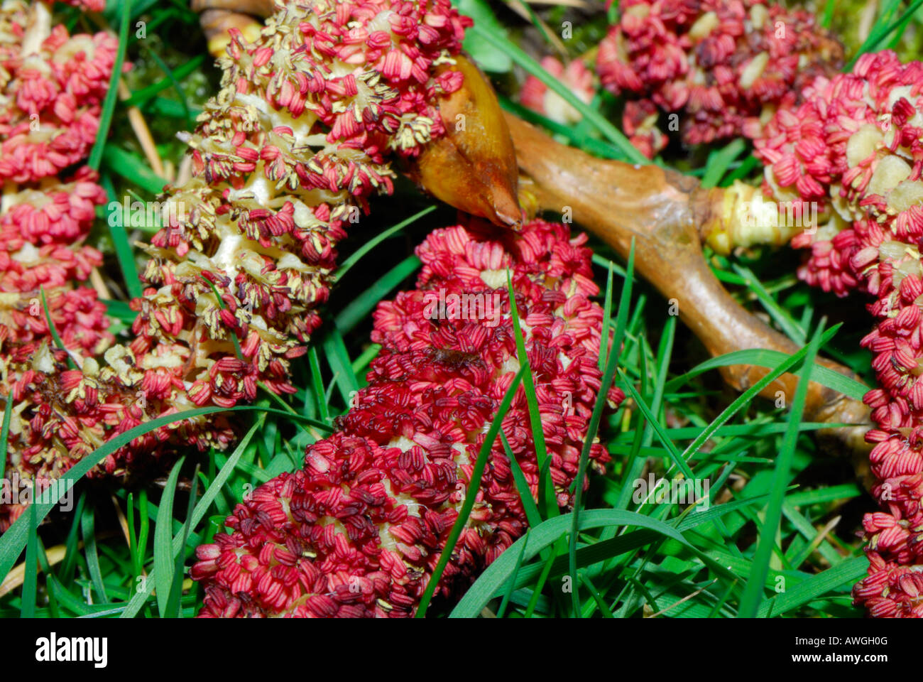 Red male catkins from a poplar tree (populus nigra) in spring Stock ...