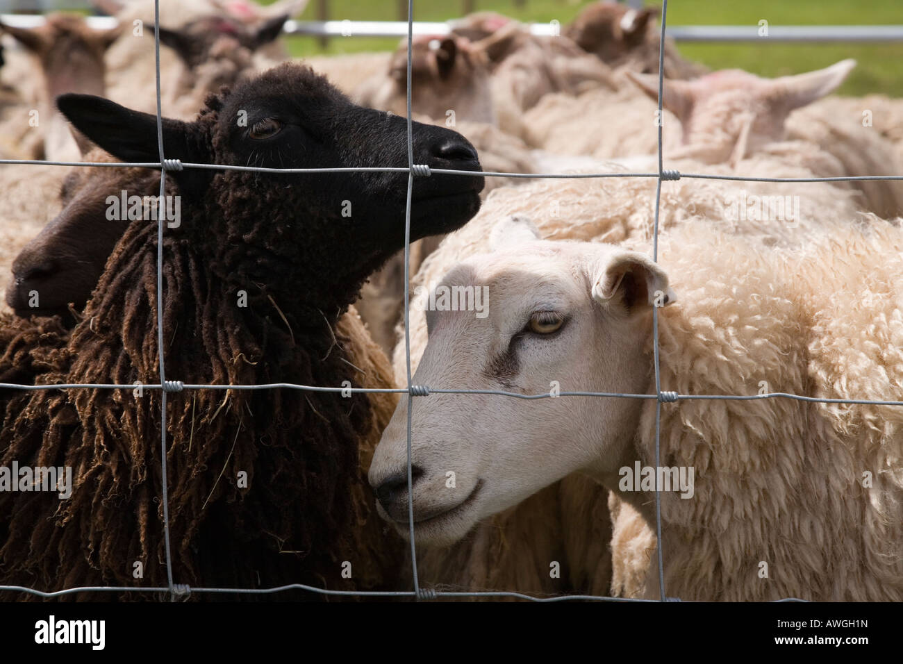 Sheep behind hi-res stock photography and images - Alamy