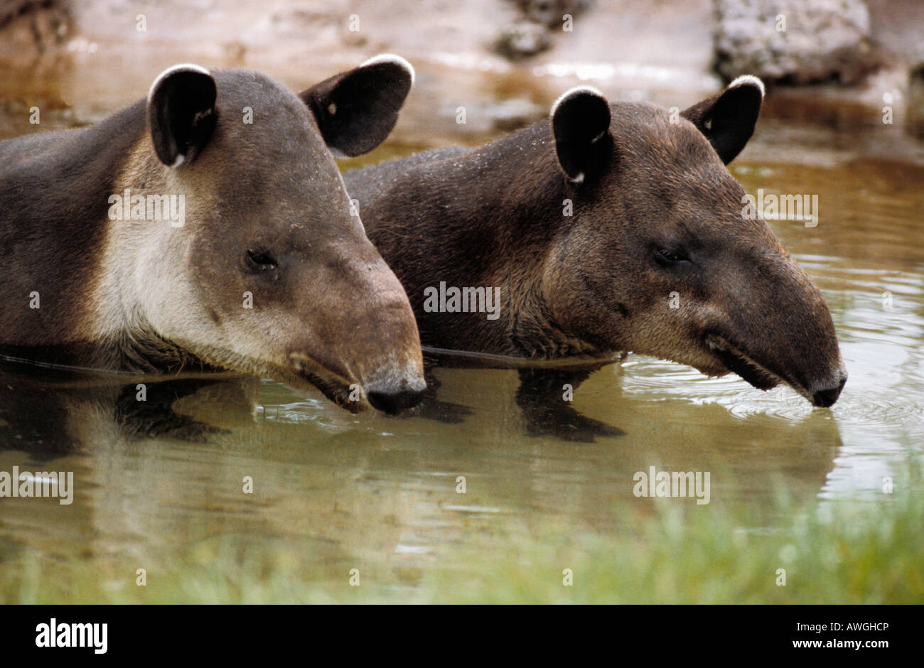 Tapir Brazilian Tapir Pantanal Brazil Tapirus terrestris Lowland Tapir ...