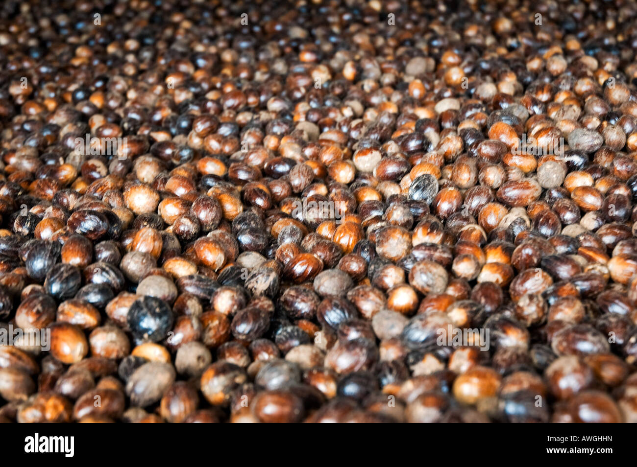 Nutmegs in a drying rack at the Nutmeg Factory, Gouyave, Grenada Stock ...