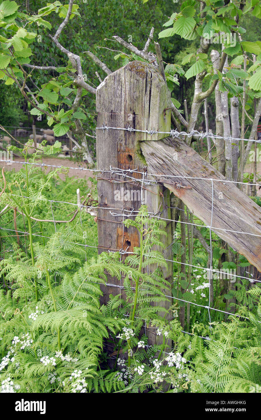 Wooden fence post with barbed wire attached in rural setting Stock ...
