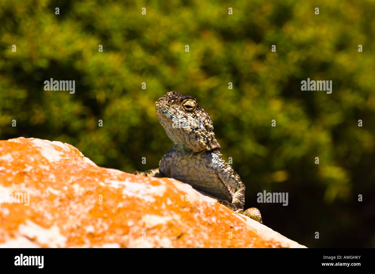 Cape gecko hi-res stock photography and images - Alamy
