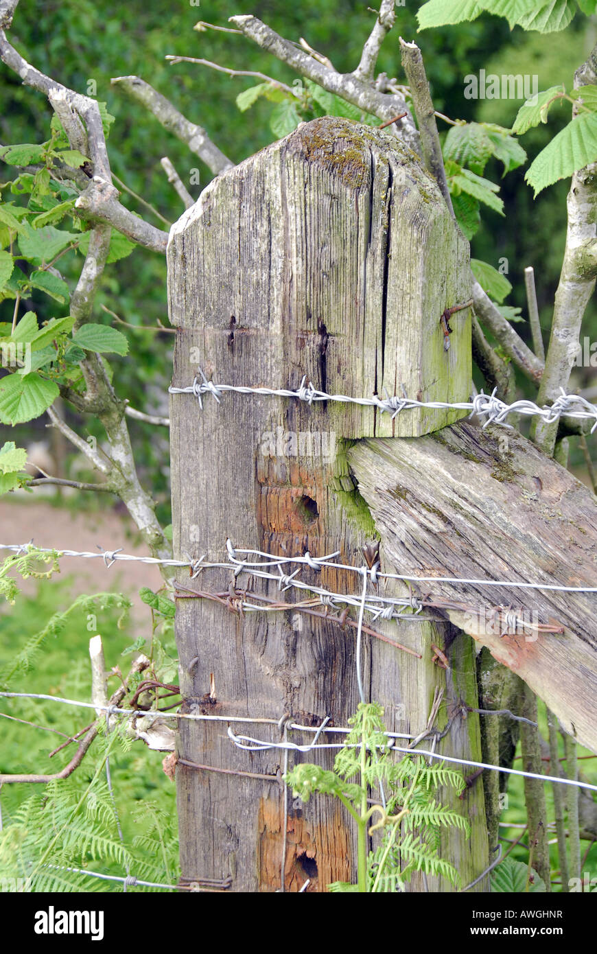 Weathered wooden fence post with barbed wire attached Stock Photo - Alamy