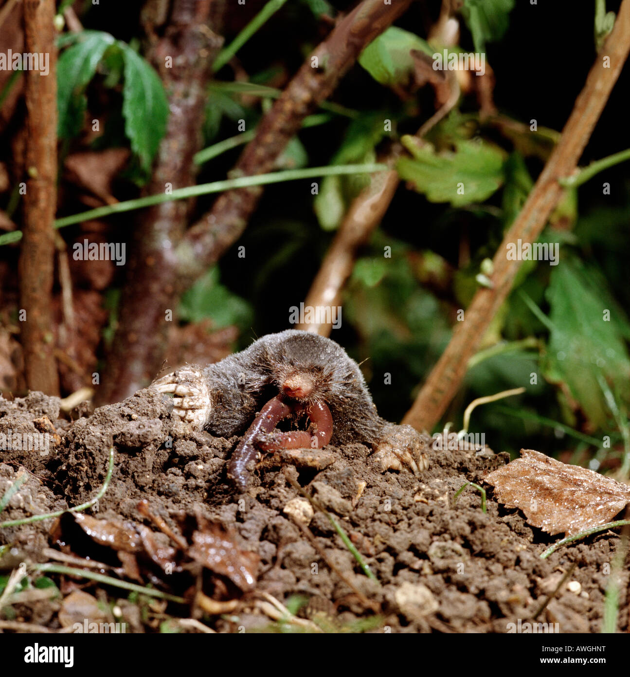 taupe d europe Europaeischer Maulwurf European Mole Talpa europaea ...