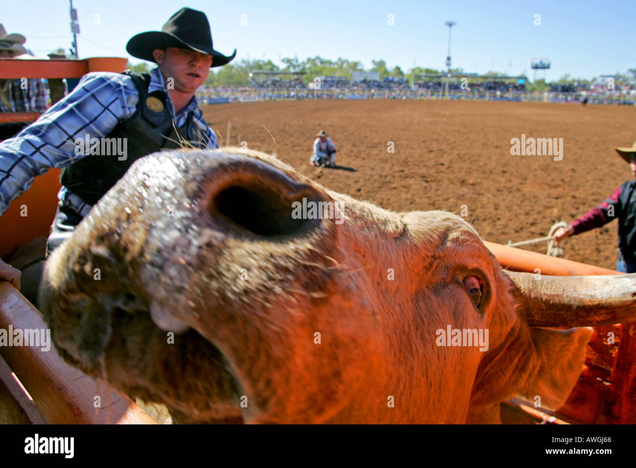 Close up bucking bull rodeo hi-res stock photography and images - Alamy
