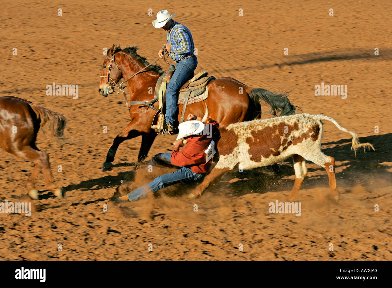 Steer Wrestling at Mt Isa rodeo Stock Photo - Alamy